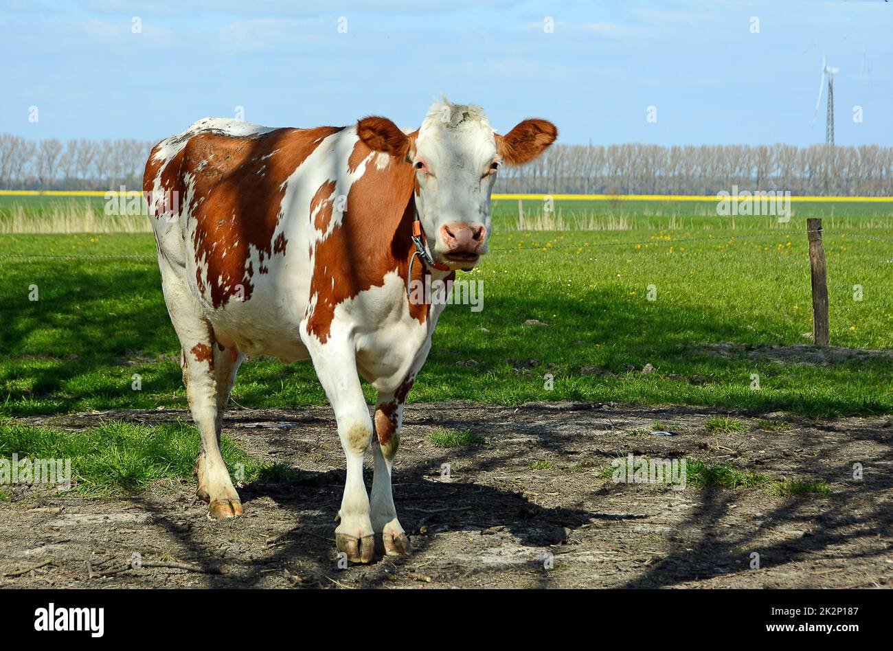Brown spotted cow hi-res stock photography and images - Alamy