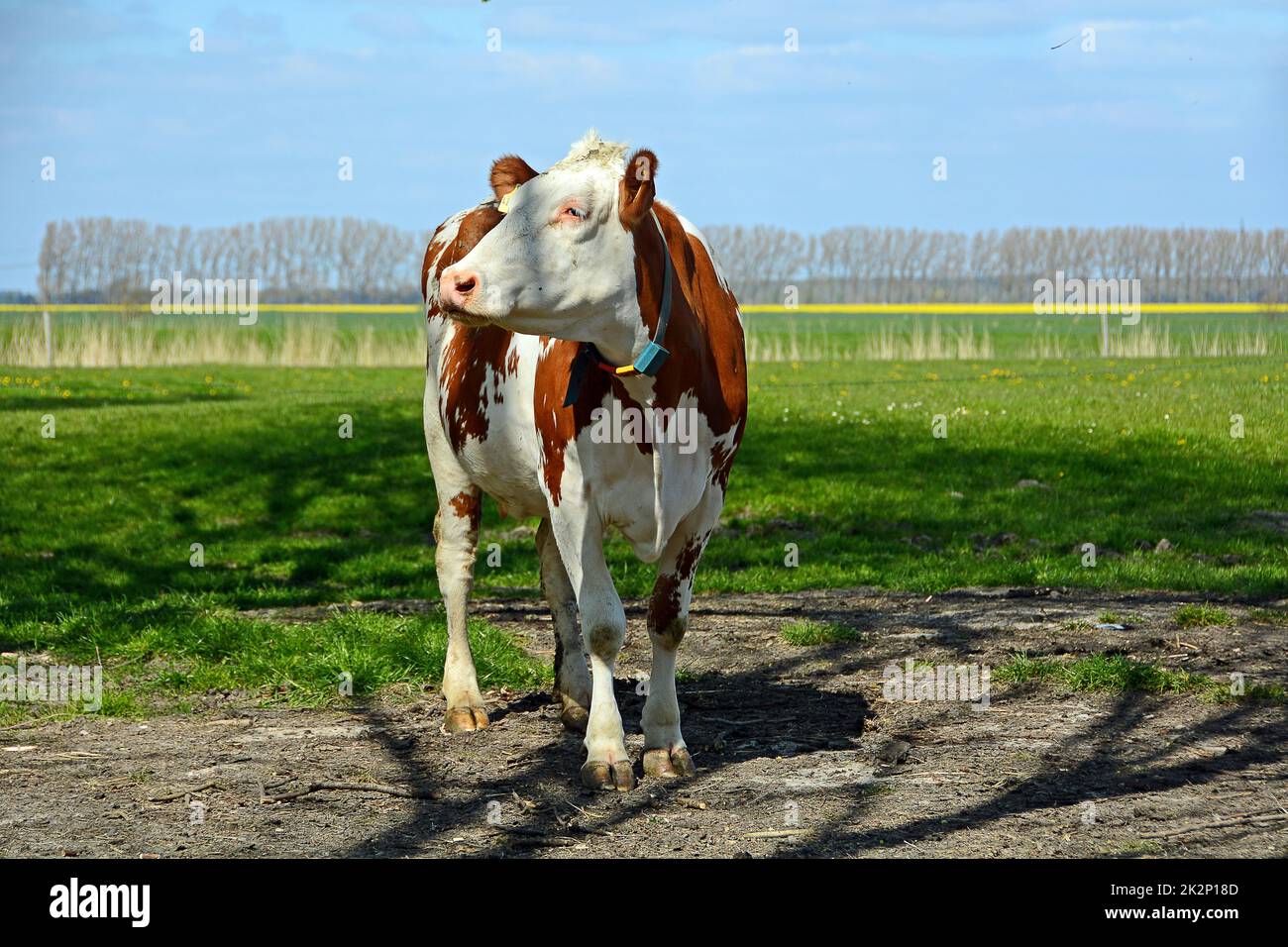 Brown cow hi-res stock photography and images - Alamy