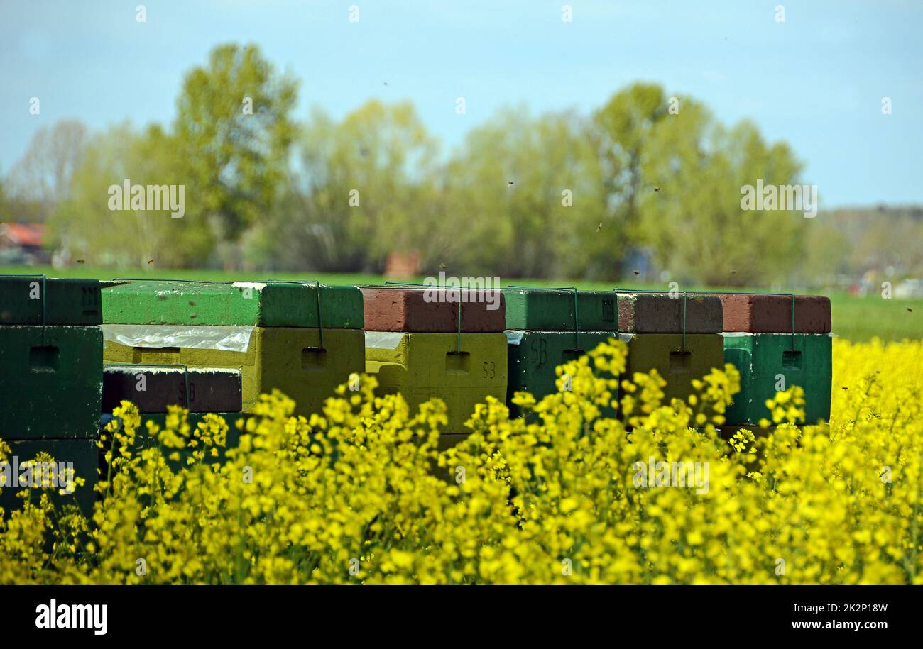 Colorful wooden bee boxes hi-res stock photography and images - Alamy