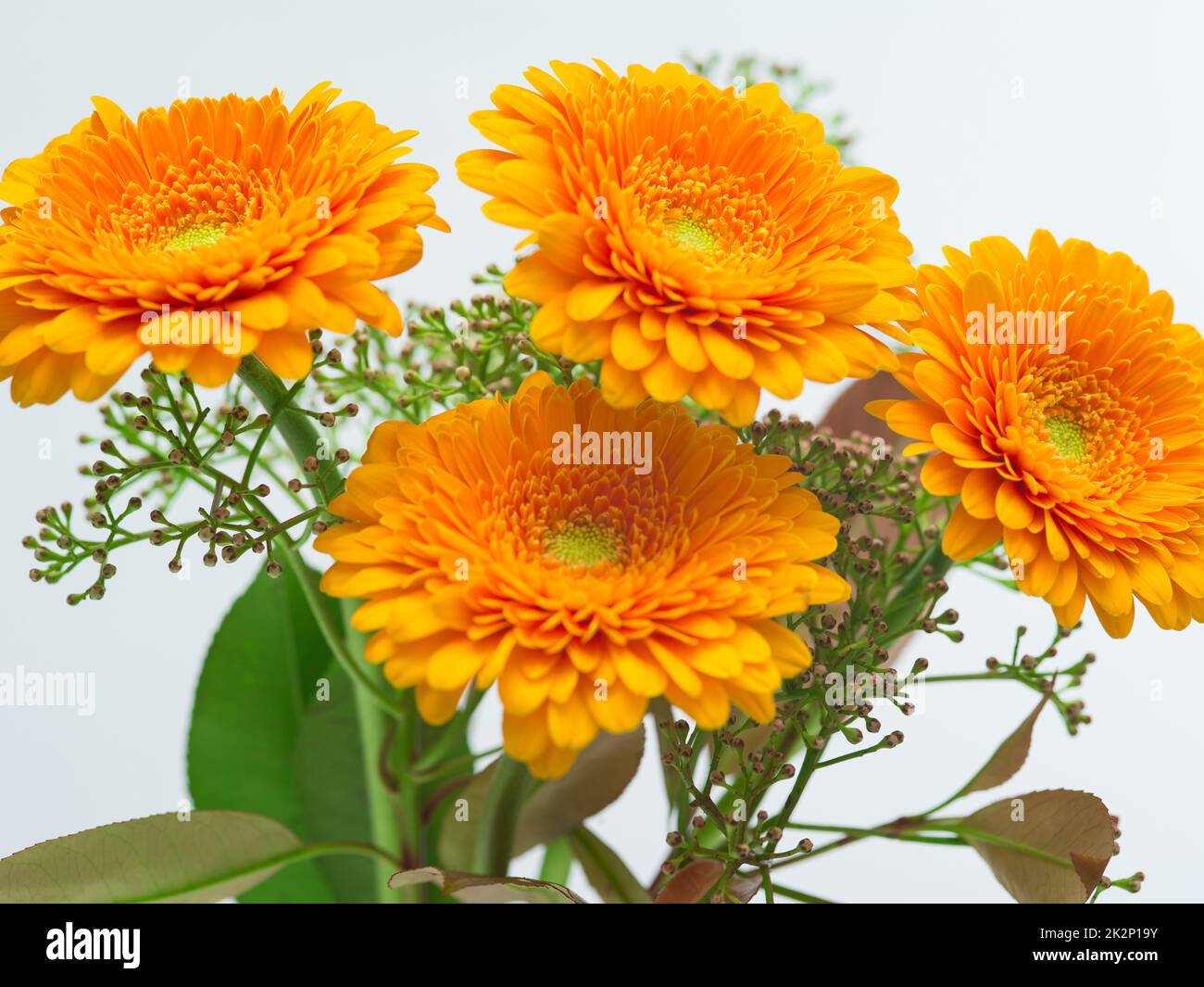 Four orange Gerbera flowers Stock Photo - Alamy