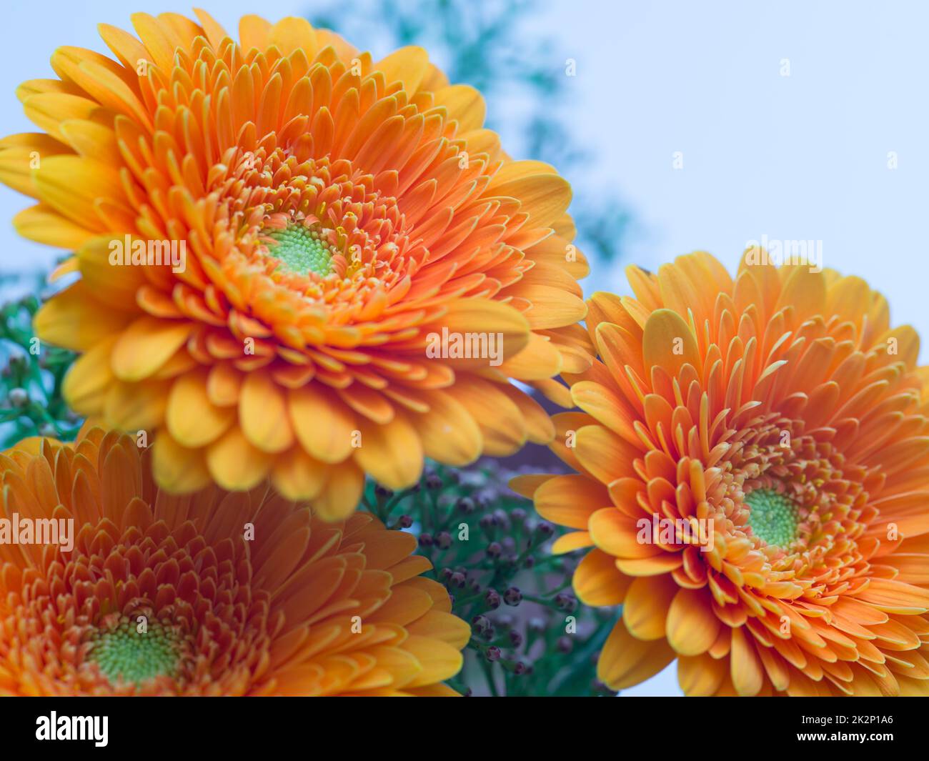 Three orange Gerbera flowers Stock Photo - Alamy