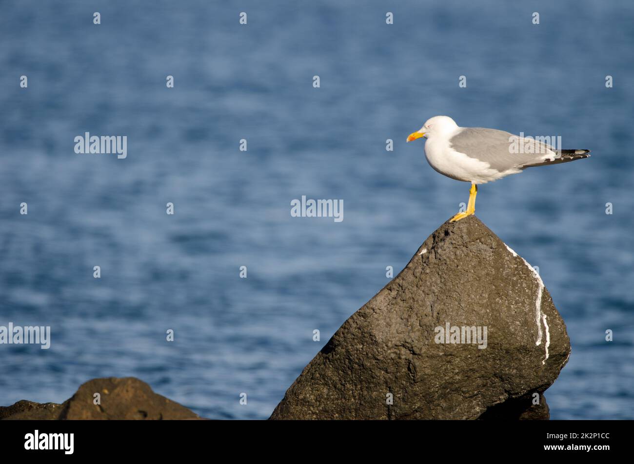 Yellow-legged gull Larus michaellis atlantis Stock Photo - Alamy