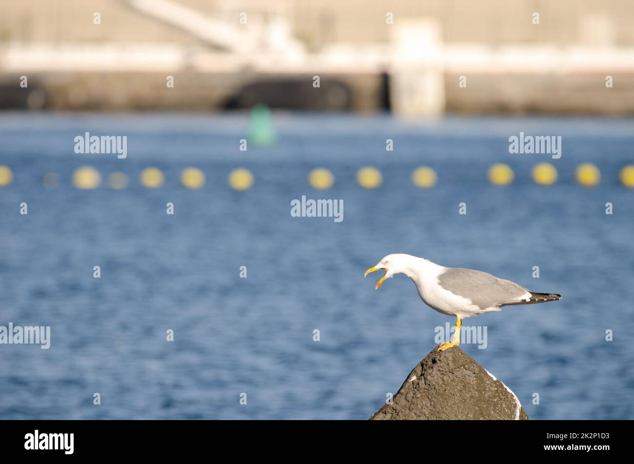 Yellow-legged gull Larus michaellis atlantis Stock Photo - Alamy