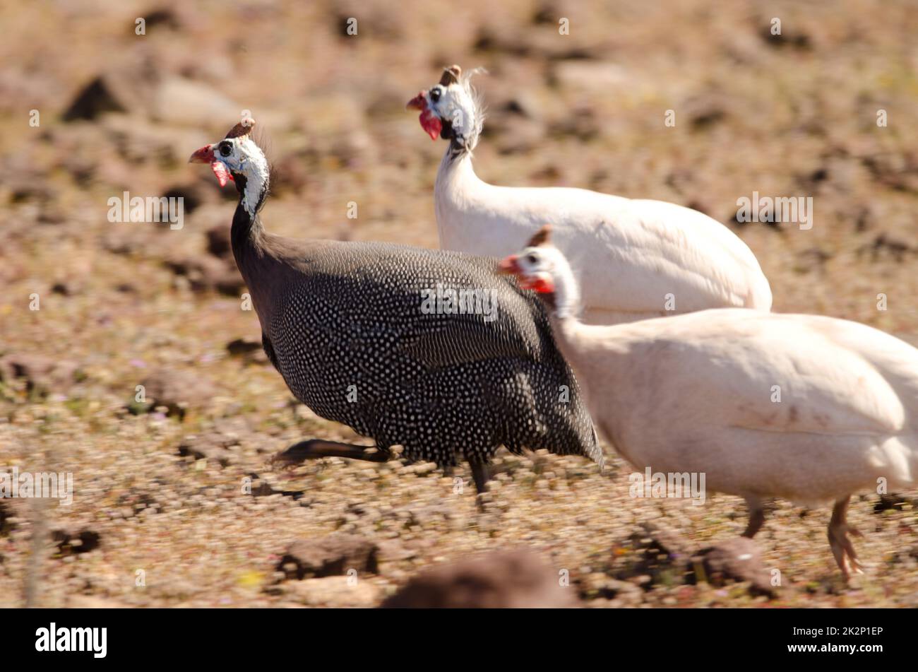Helmeted guineafowl running Stock Photo - Alamy