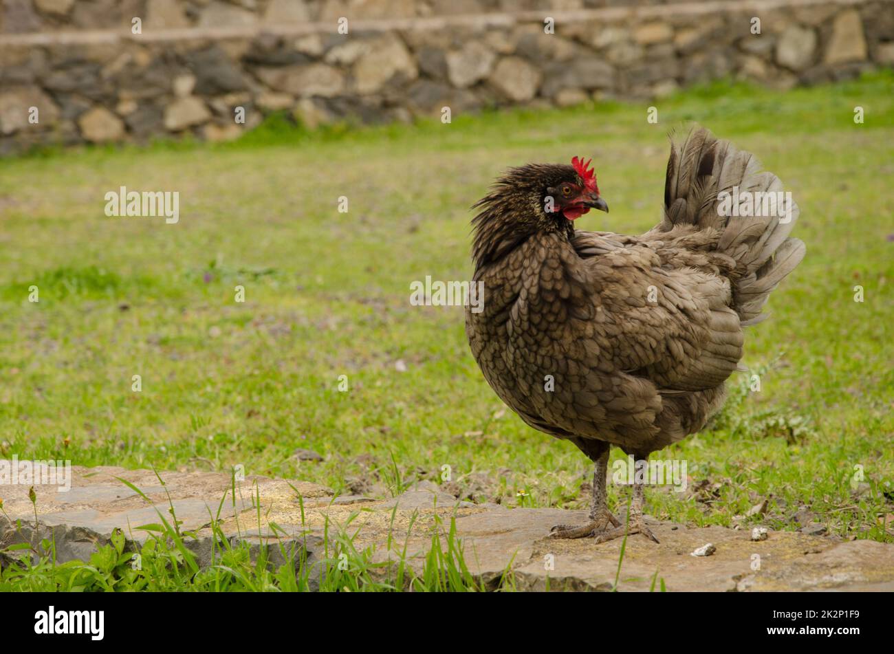Canary chickens hi-res stock photography and images - Alamy