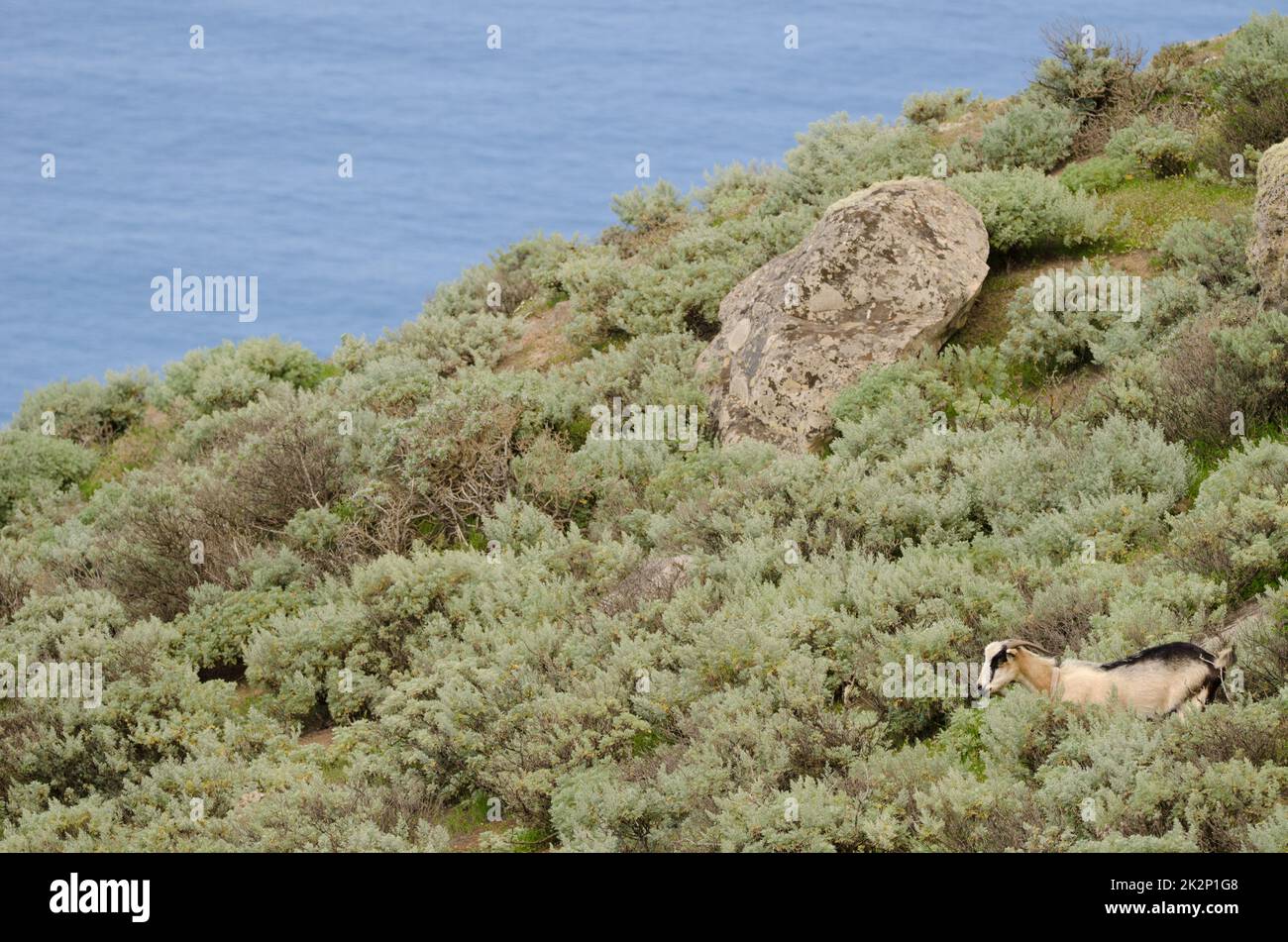 Goat Capra hircus Stock Photo - Alamy