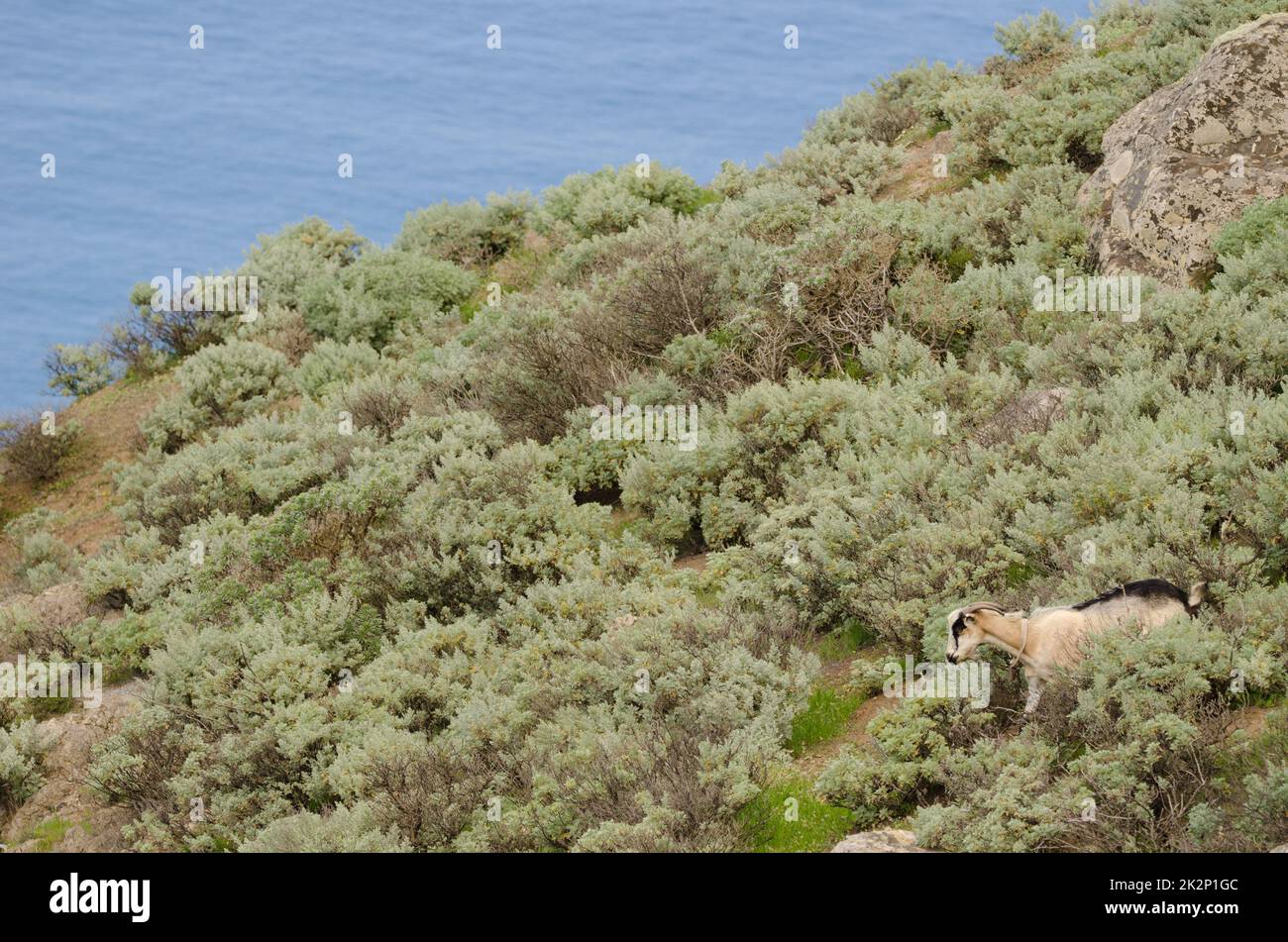 Goat Capra hircus Stock Photo - Alamy