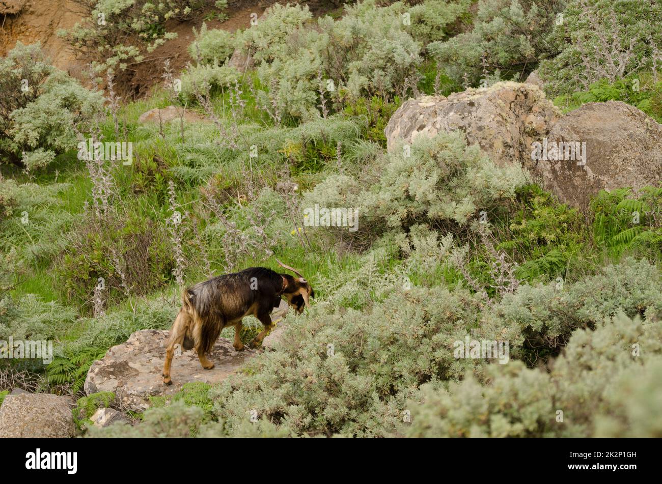 Goat Capra hircus Stock Photo - Alamy