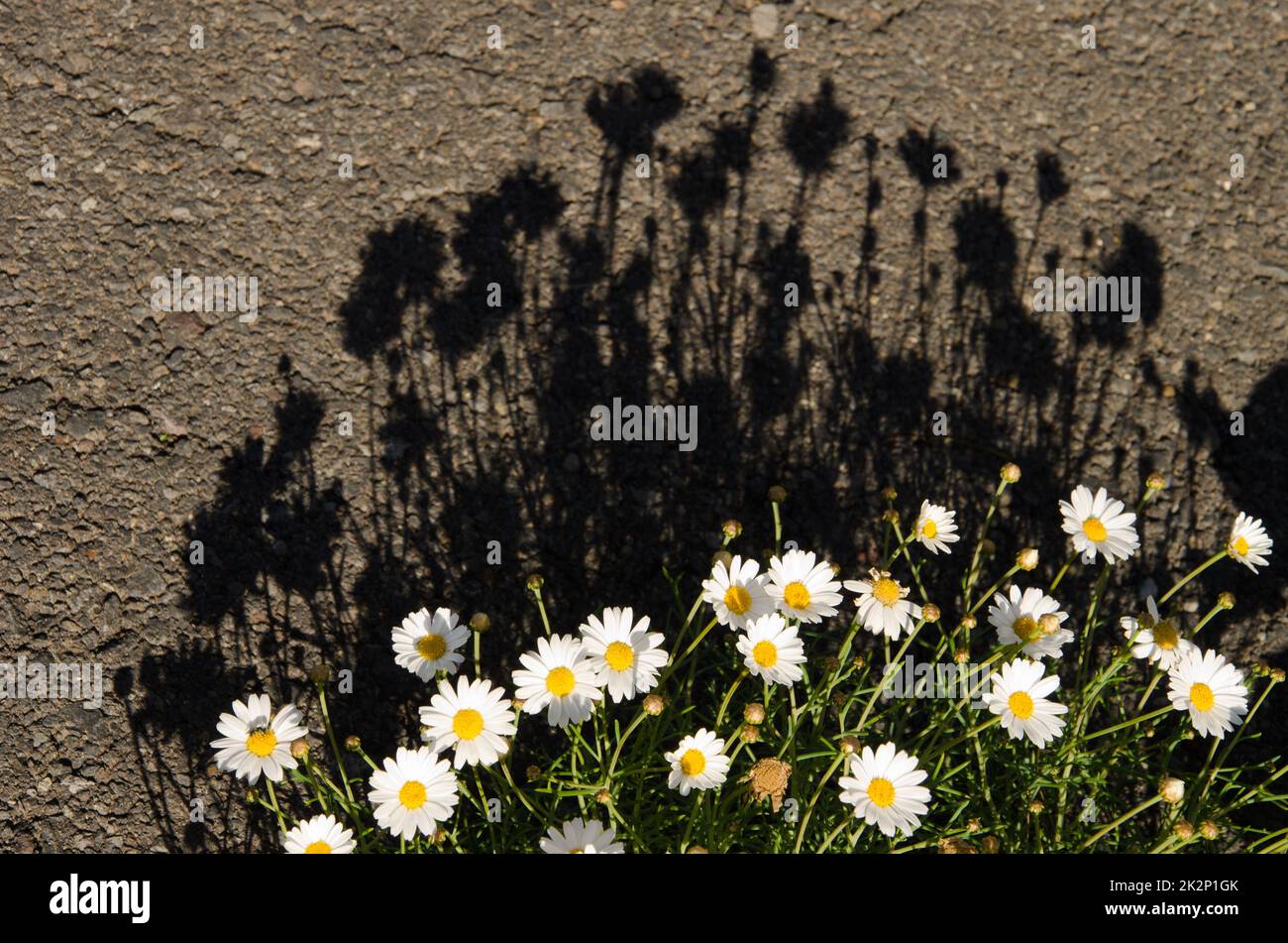 Shadow flowers hi-res stock photography and images - Alamy