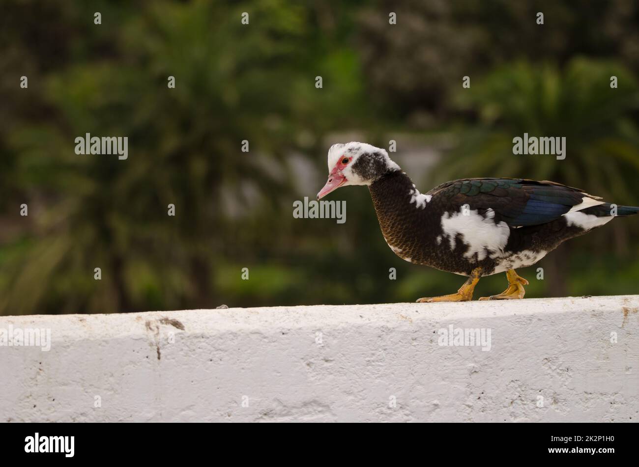Domestic Muscovy duck Stock Photo - Alamy