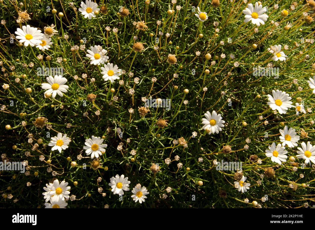 Flowers of Paris daisy Stock Photo - Alamy