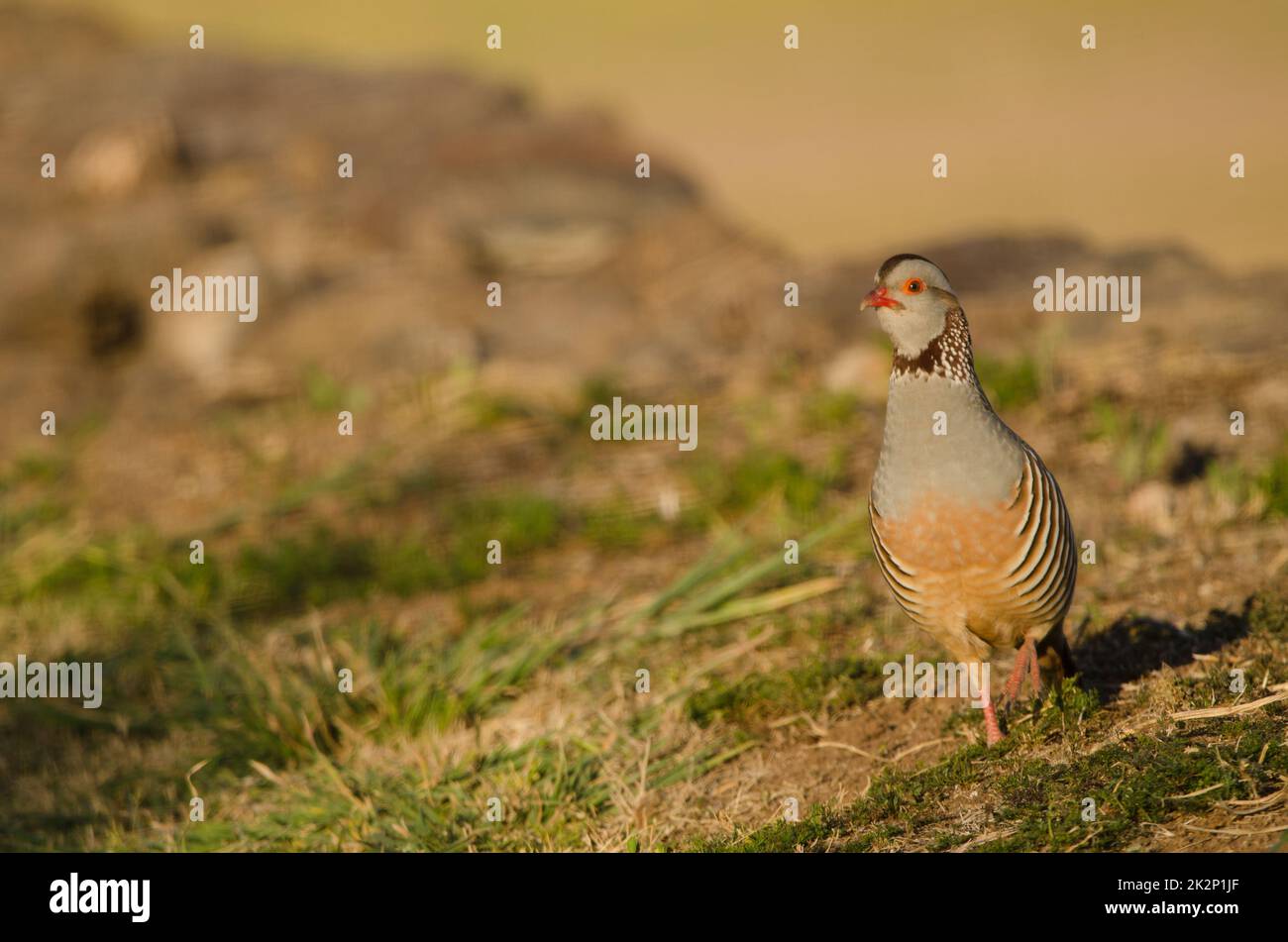 Barbary partridge Alectoris barbara koenigi Stock Photo - Alamy