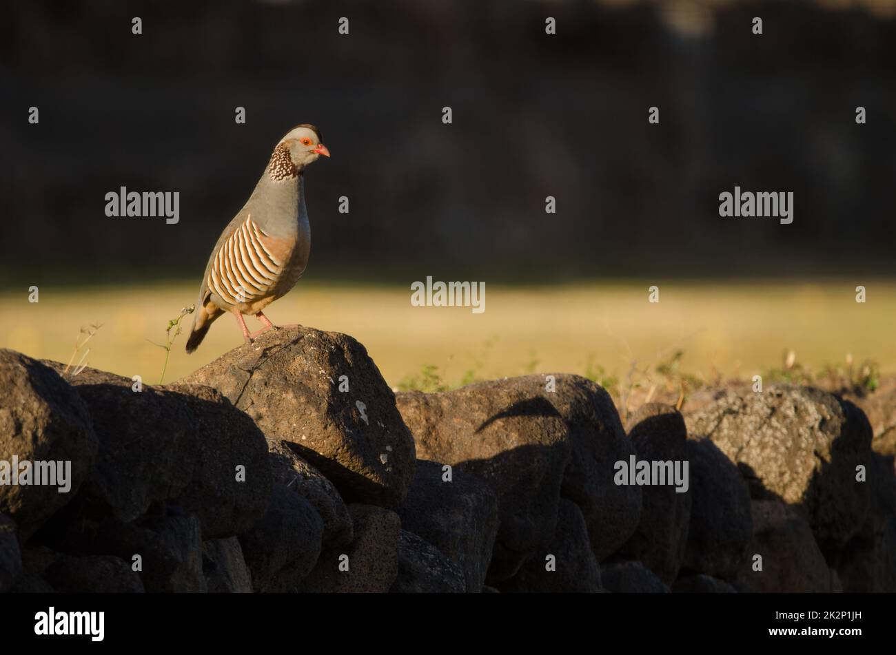 Barbary partridges hi-res stock photography and images - Alamy