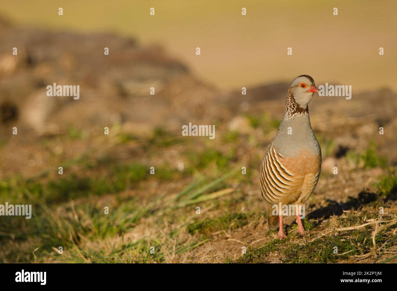 Barbary partridge Alectoris barbara koenigi Stock Photo - Alamy