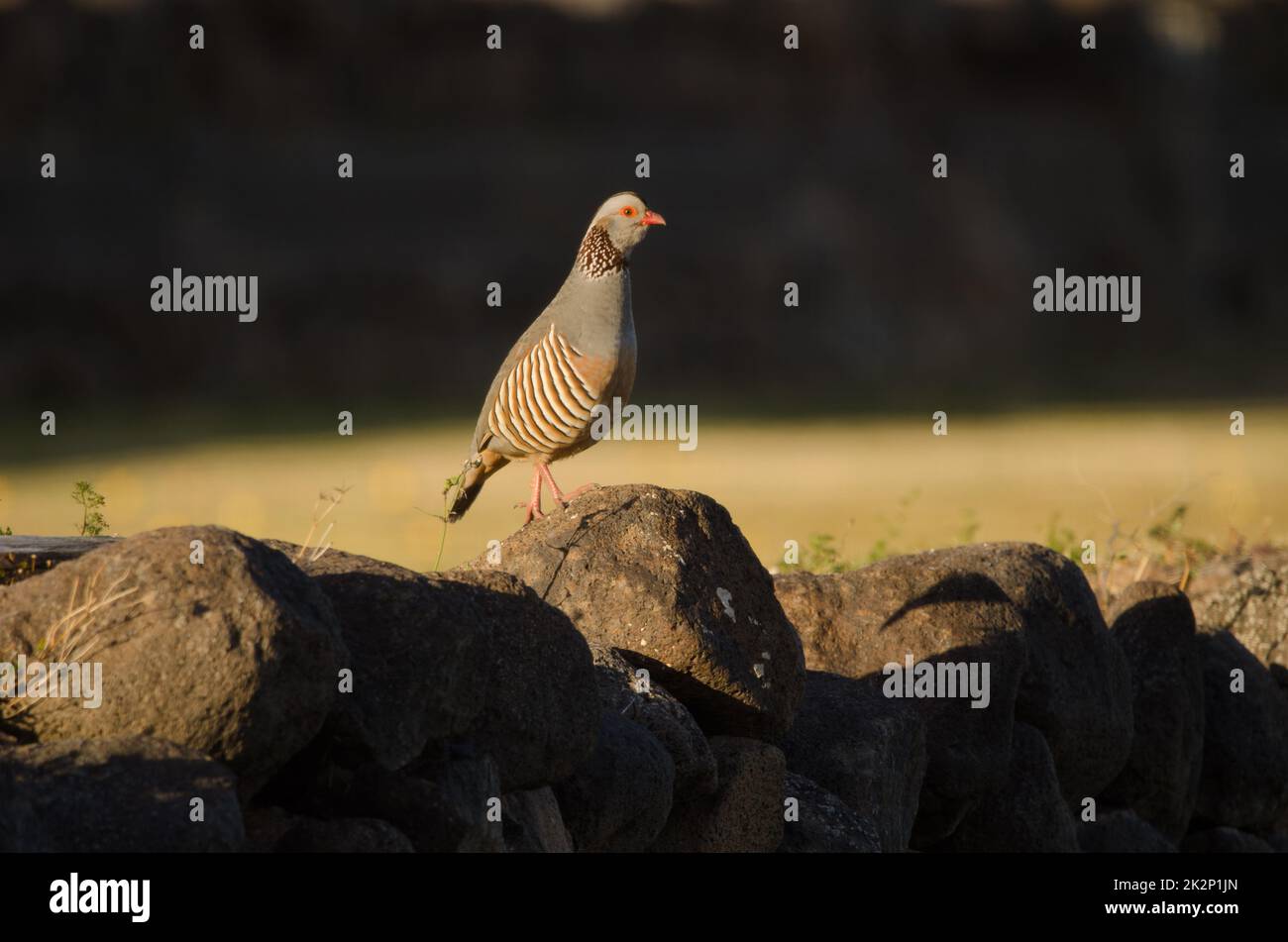 Barbary partridges hi-res stock photography and images - Alamy