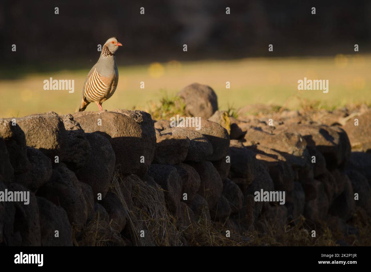 Barbary partridge Alectoris barbara koenigi Stock Photo - Alamy
