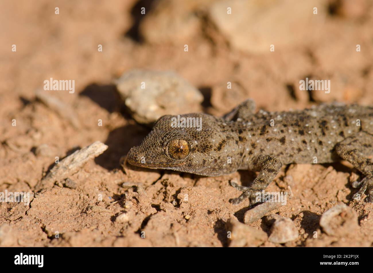 Gomero wall gecko Stock Photo - Alamy