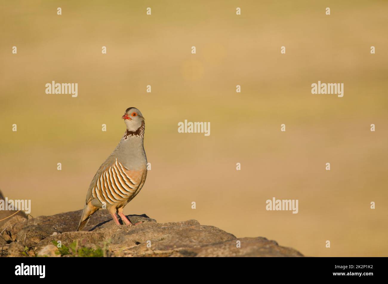 Barbary partridge Alectoris barbara koenigi Stock Photo - Alamy