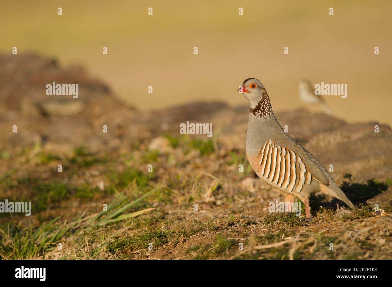 Barbary partridges hi-res stock photography and images - Alamy