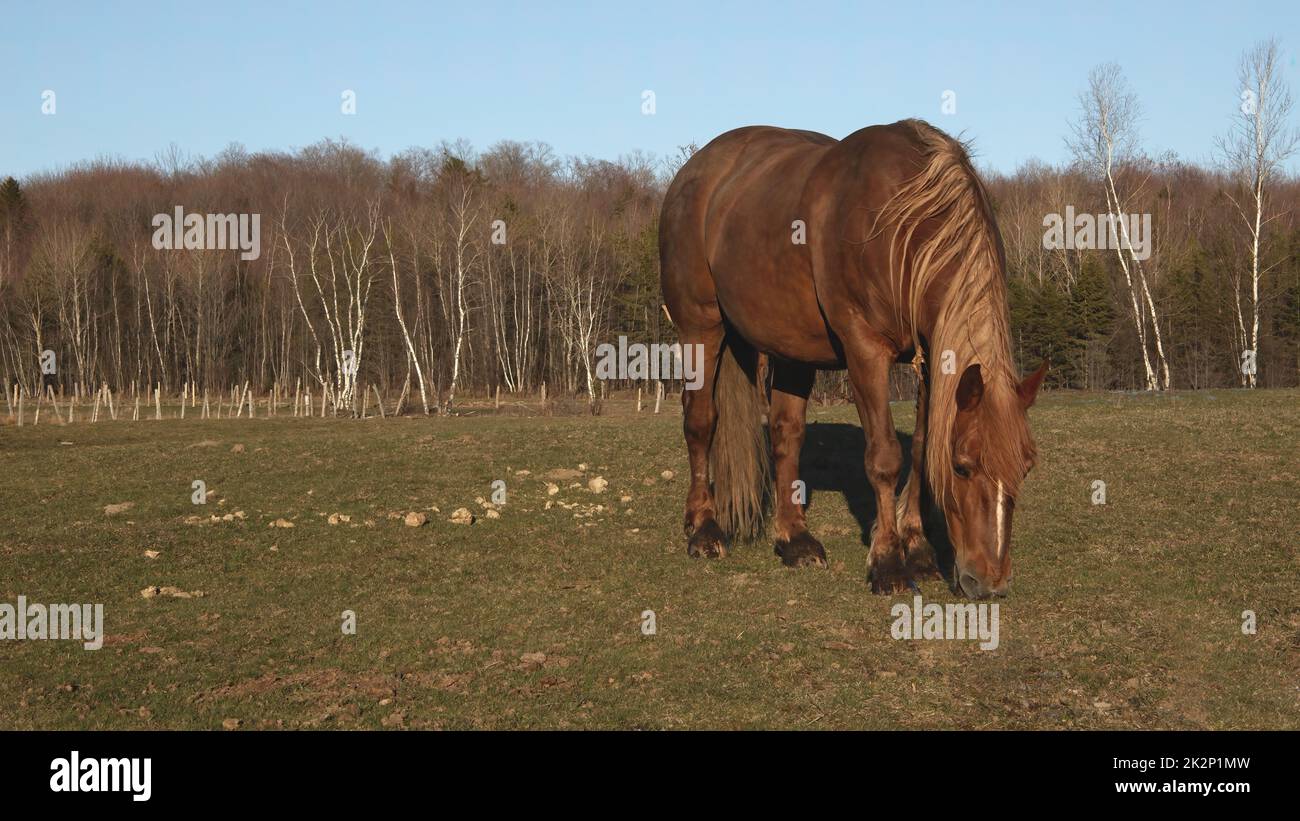 brown horse grazing in field spring pasture country farm animal Stock ...