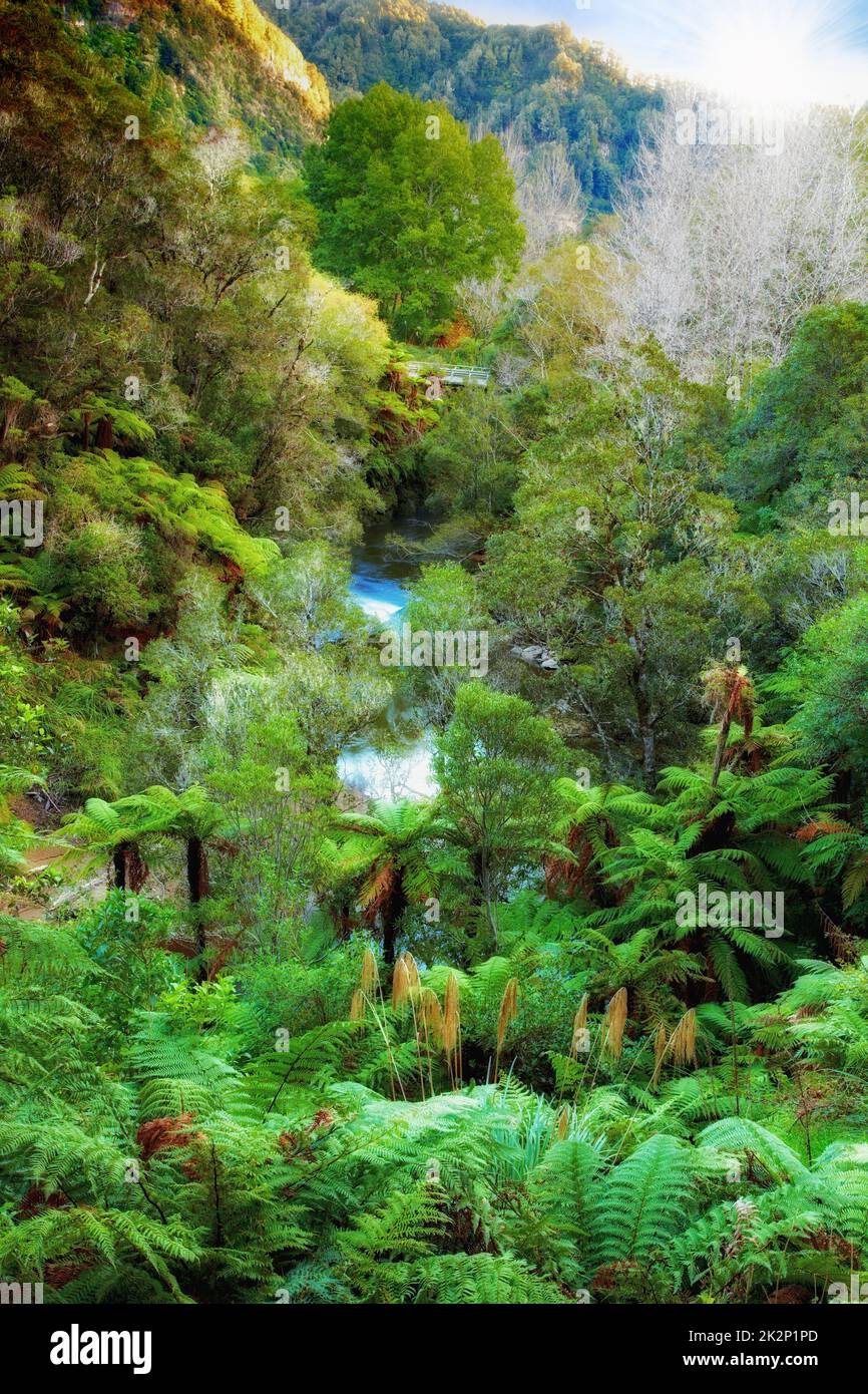 A photo of Hawaiian rain forest Stock Photo - Alamy