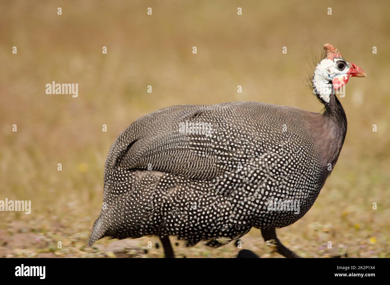 Helmeted guineafowl walking Stock Photo - Alamy