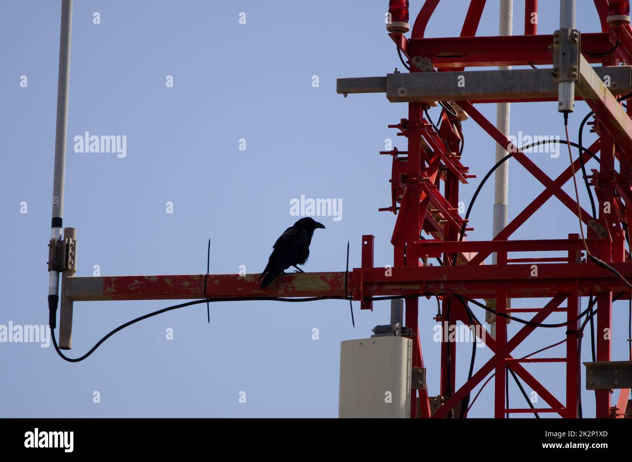 Canary Islands ravens perched on a transmission tower Stock Photo - Alamy