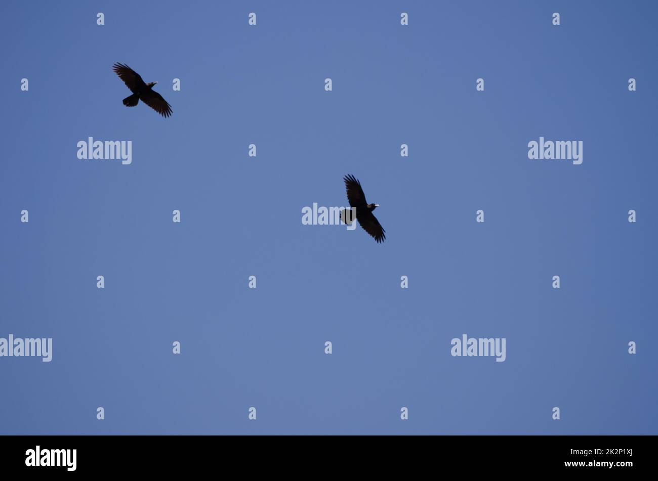 Canary Islands ravens in flight Stock Photo - Alamy