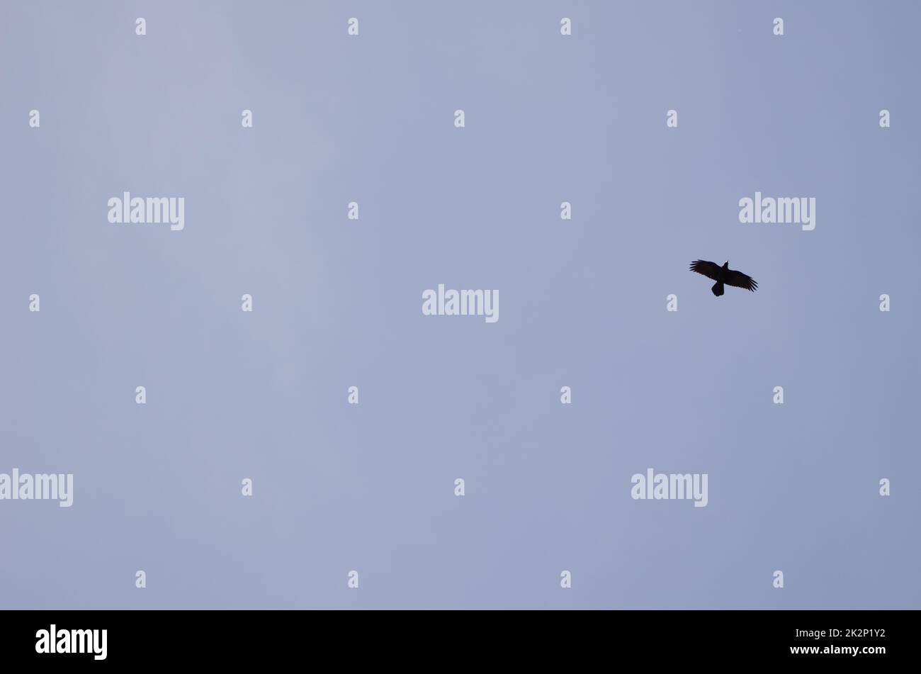 Canary Islands raven in flight Stock Photo - Alamy