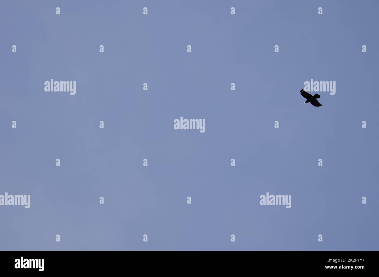 Canary Islands raven in flight Stock Photo - Alamy