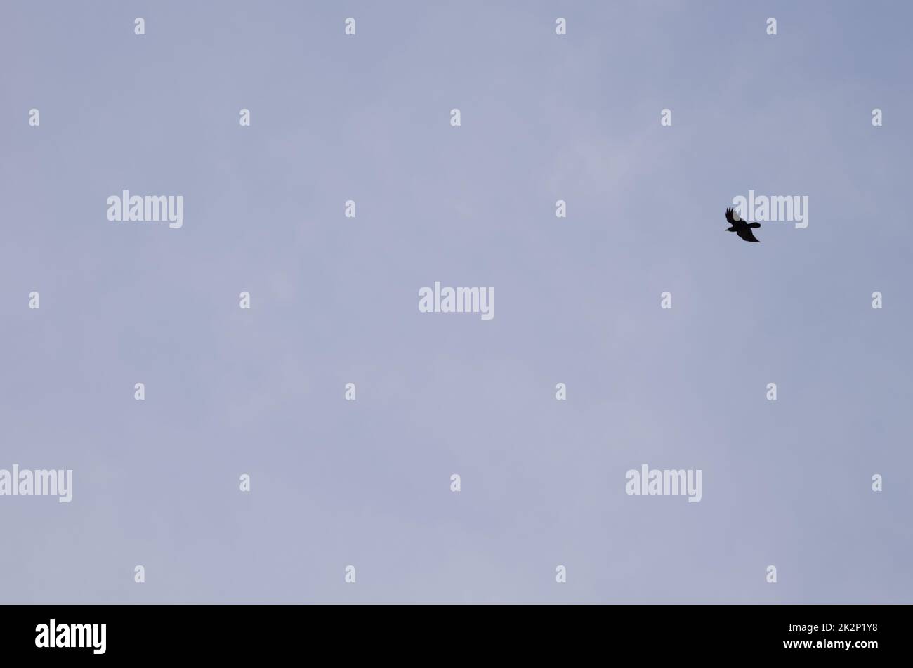 Canary Islands raven in flight Stock Photo - Alamy
