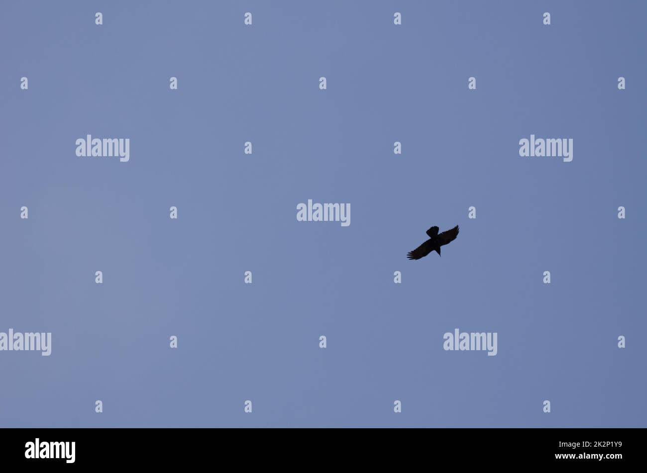 Canary Islands raven in flight Stock Photo - Alamy