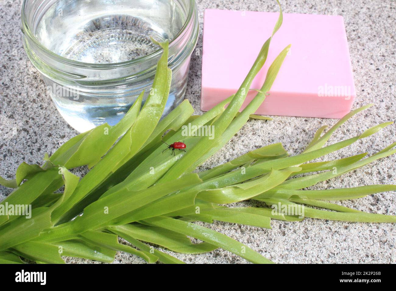 lily leaf beetle on a lily, soap and spirit Stock Photo - Alamy