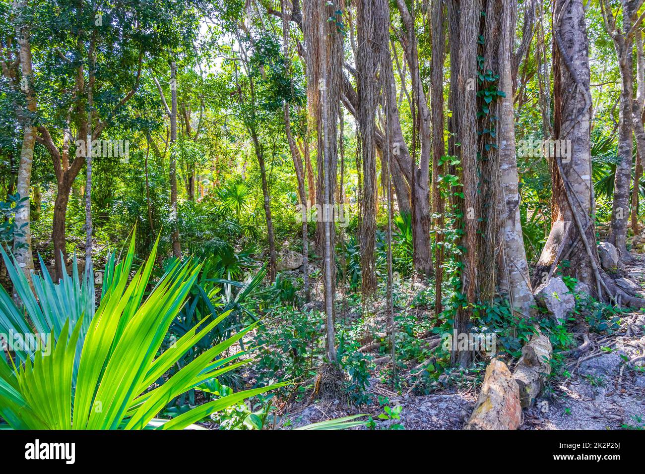 Tropical plants walking path natural jungle forest Puerto Aventuras ...