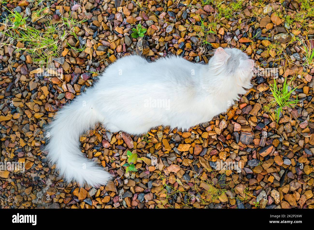 White Cat Top View Stock Photo - Alamy