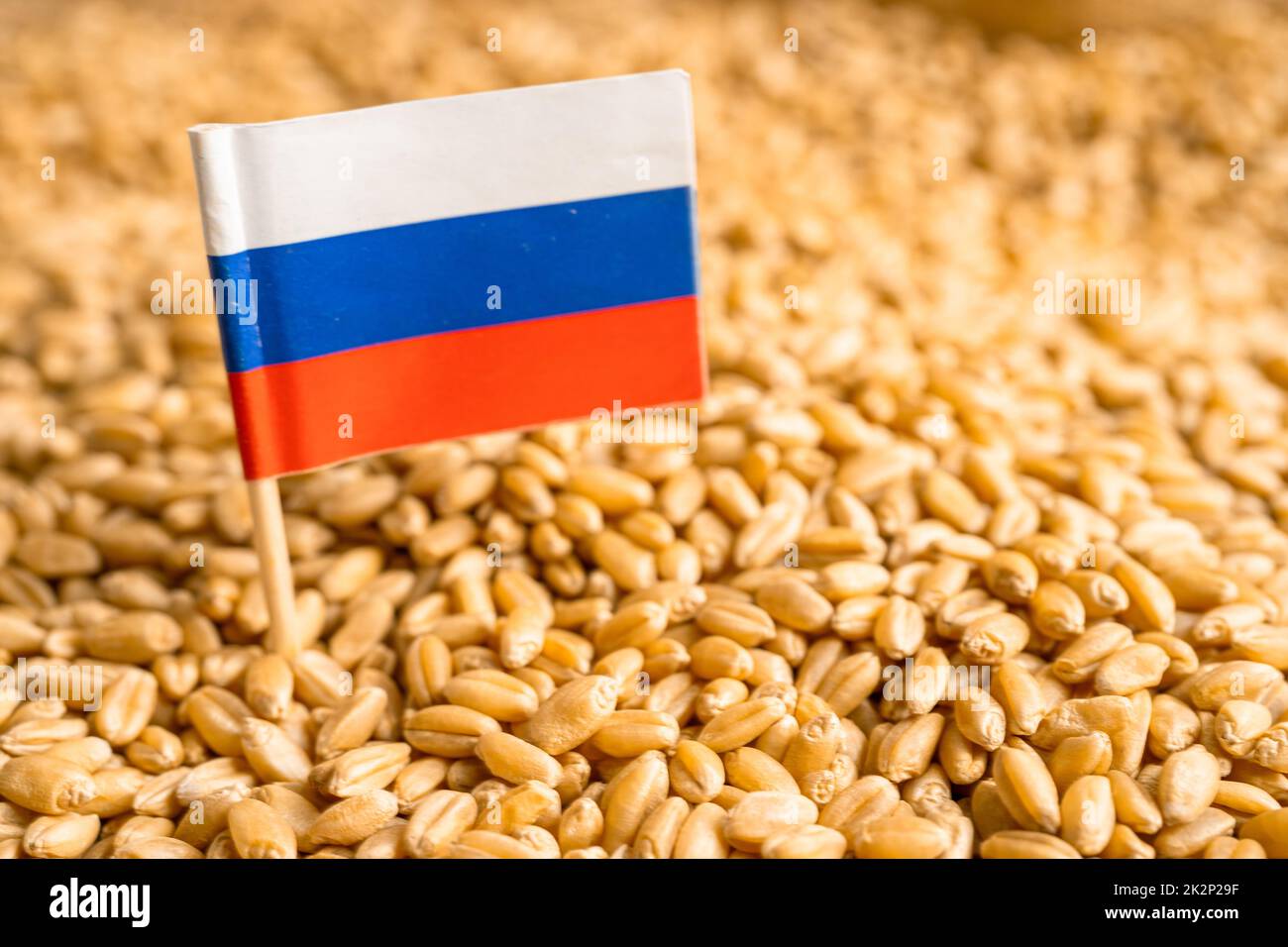 Grains wheat with Russia flag, trade export and economy concept Stock ...