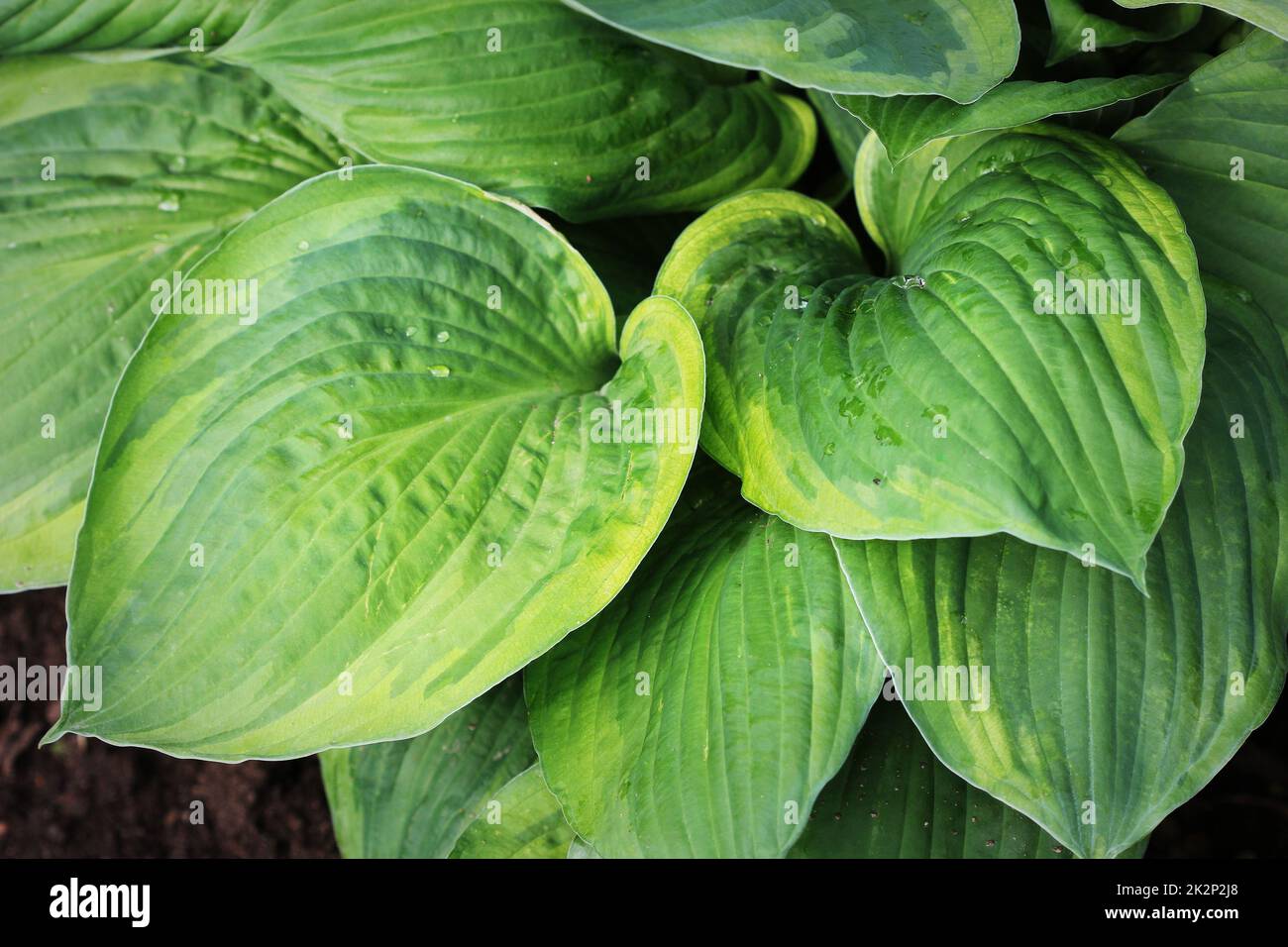 Hosta leaves pattern background. Summer plants wallpaper. Hosta lily ...