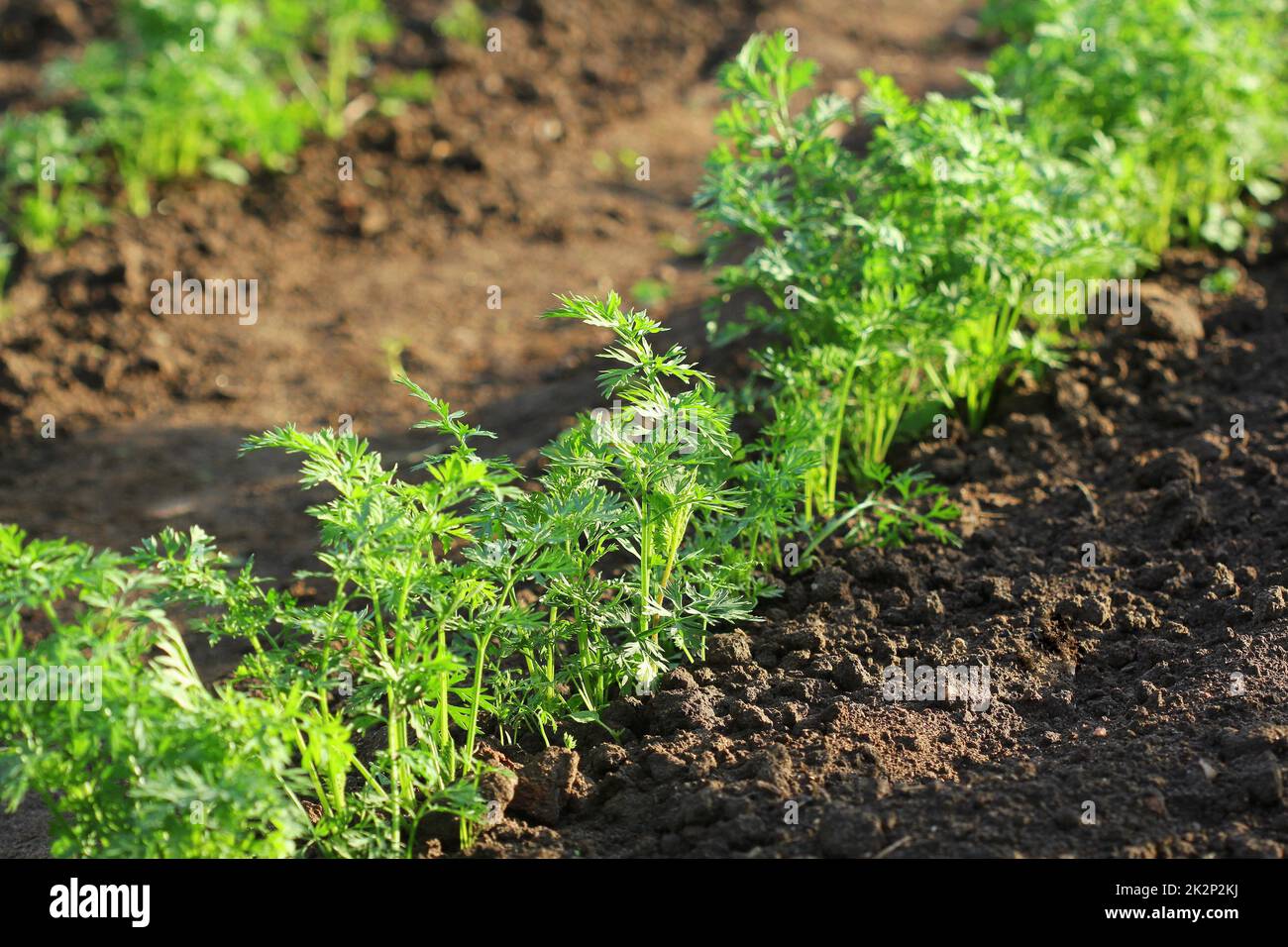 Young carrot plants growing in the soil Stock Photo - Alamy