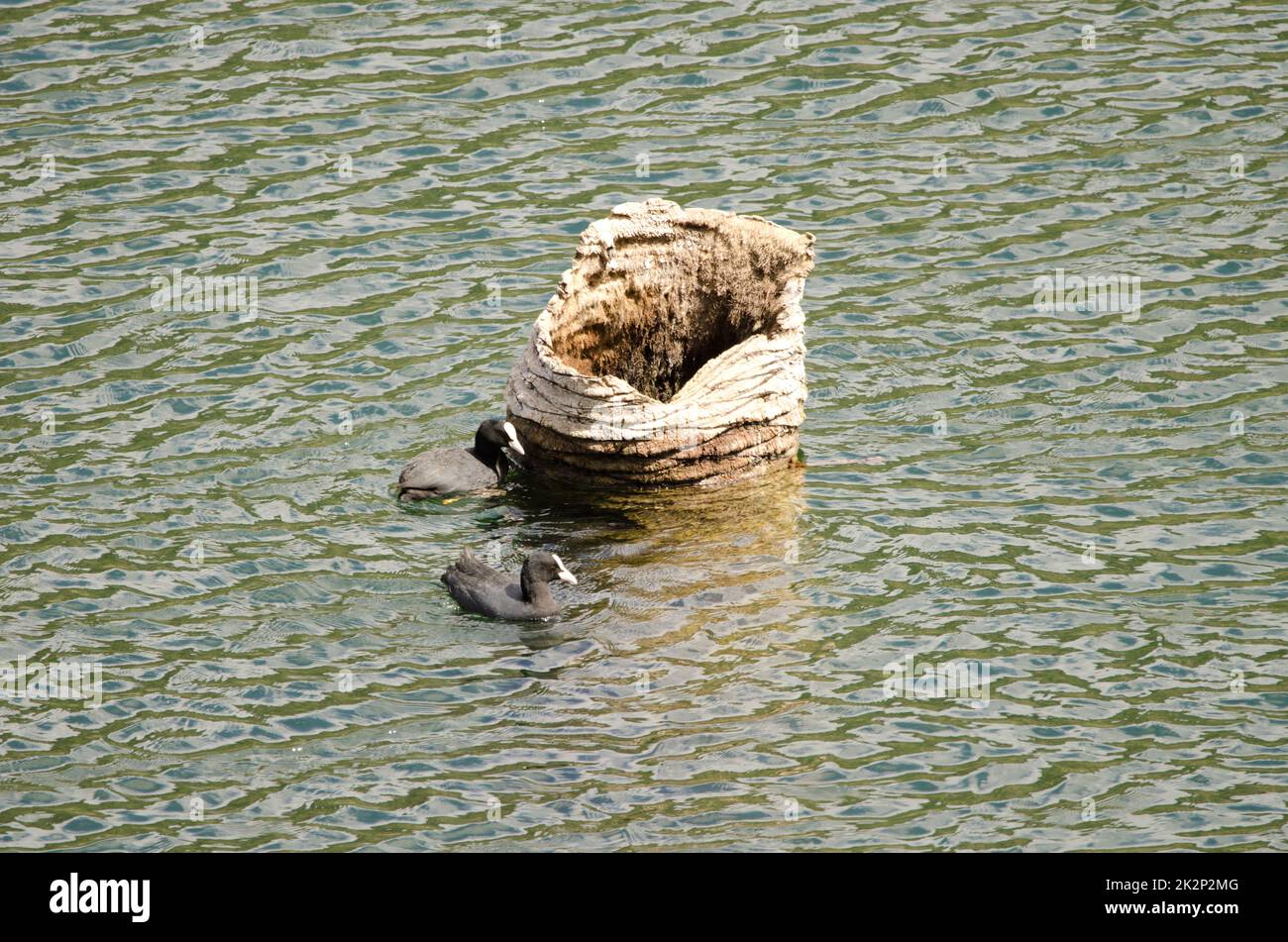 Eurasian coots next to the trunk of a dead Canary Island date palm ...