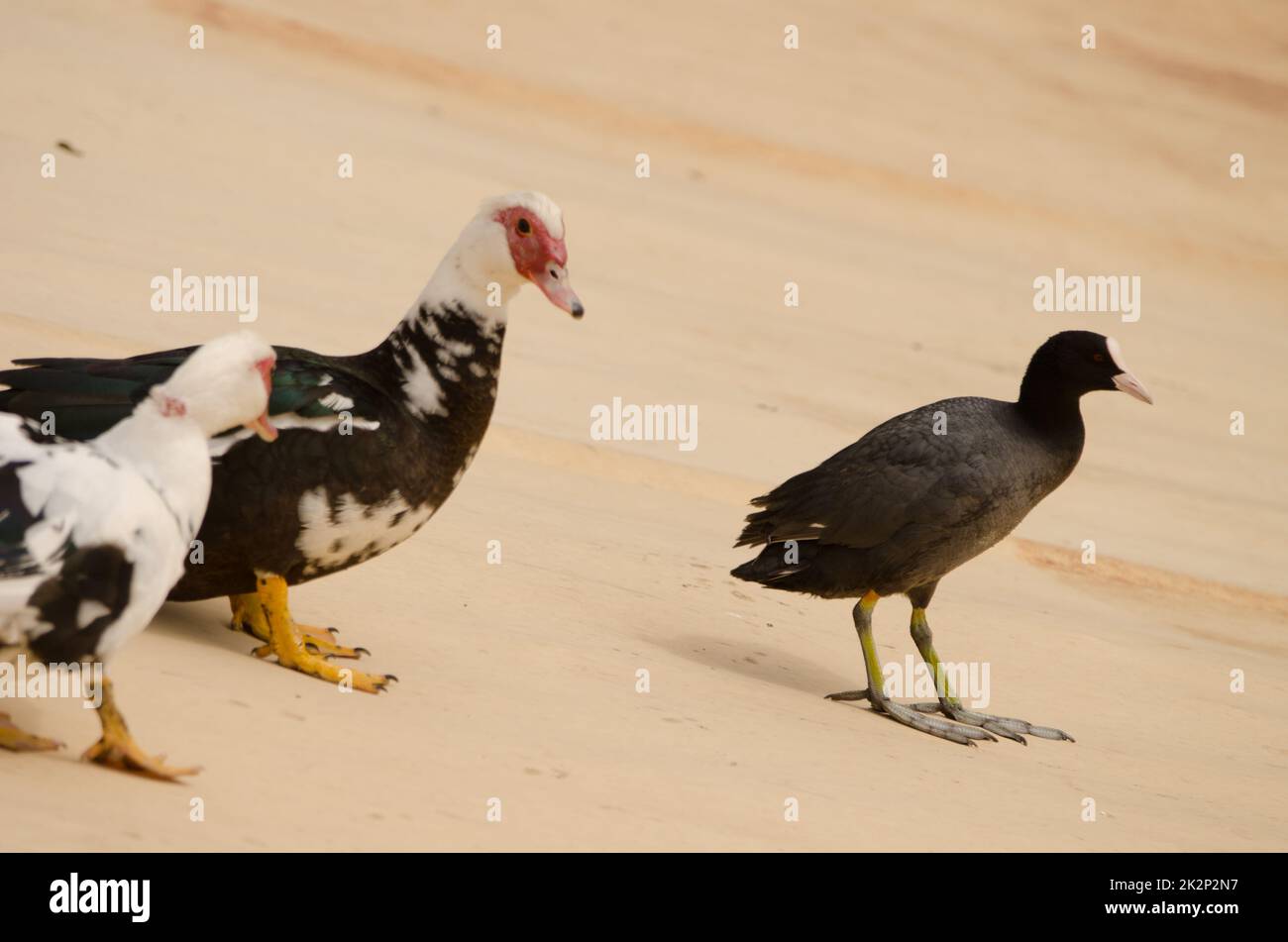 Eurasian coot and domestic Muscovy ducks Stock Photo - Alamy