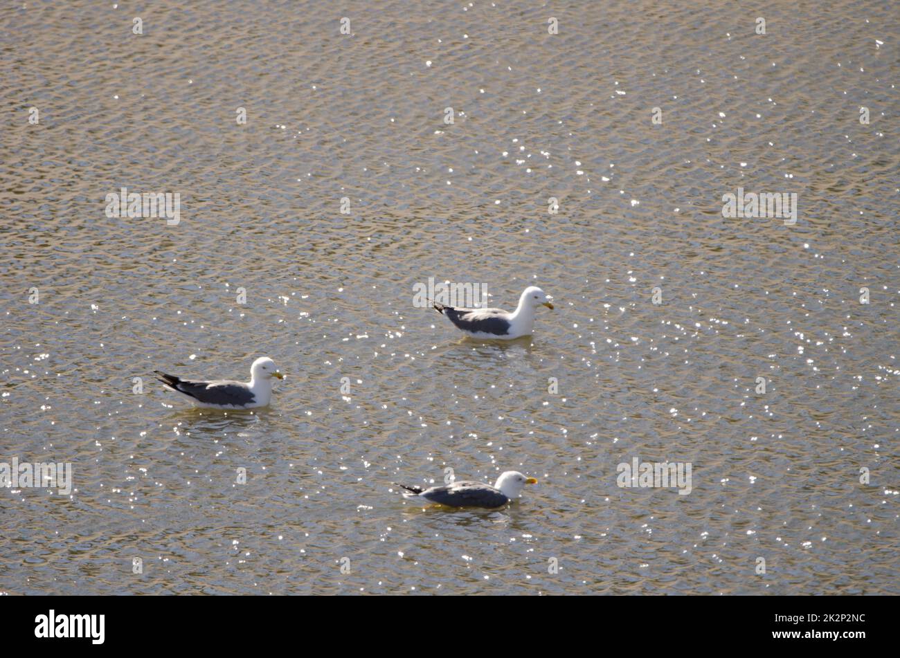 Yellow-legged gulls Larus michaellis atlantis Stock Photo - Alamy