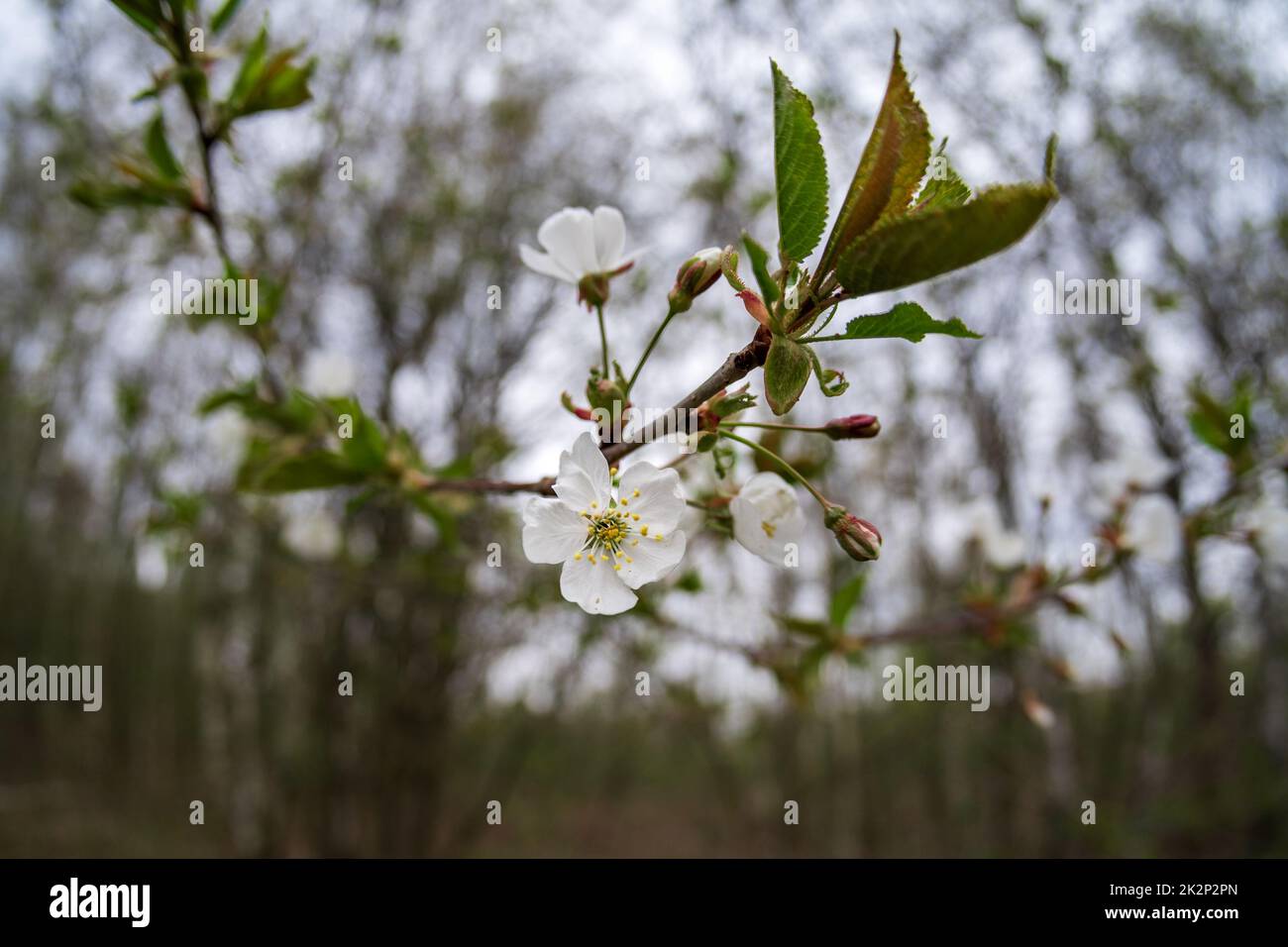 The first spring flowers of fruit trees. Flowers of close-up Stock ...
