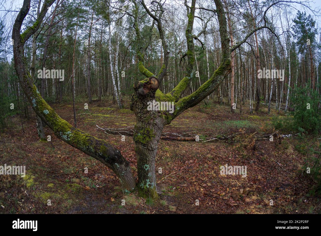 Trunks of trees and old fallen trees covered with moss Stock Photo - Alamy