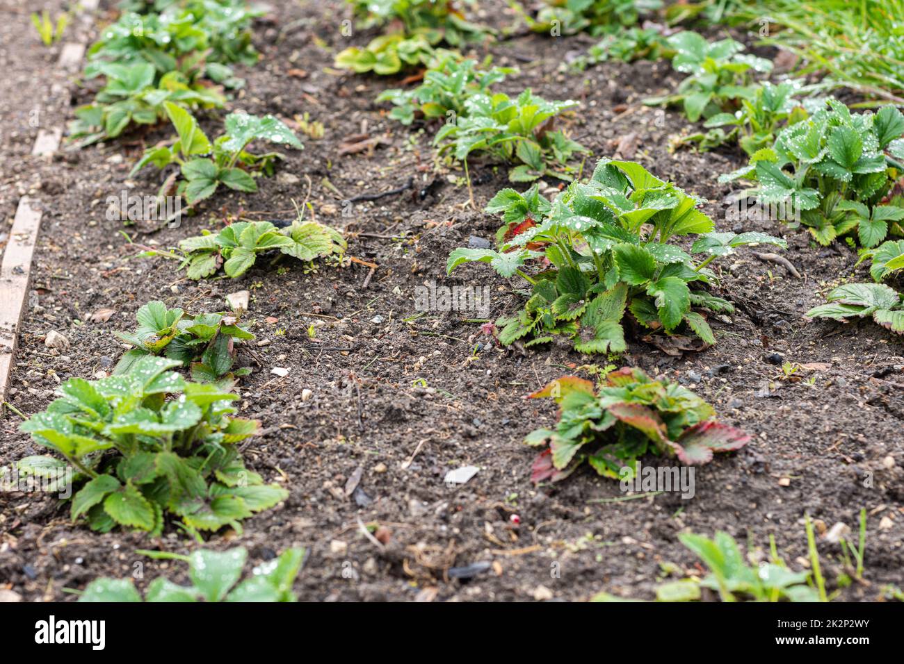 A bed of strawberries in early spring, new leaves are growing Stock ...