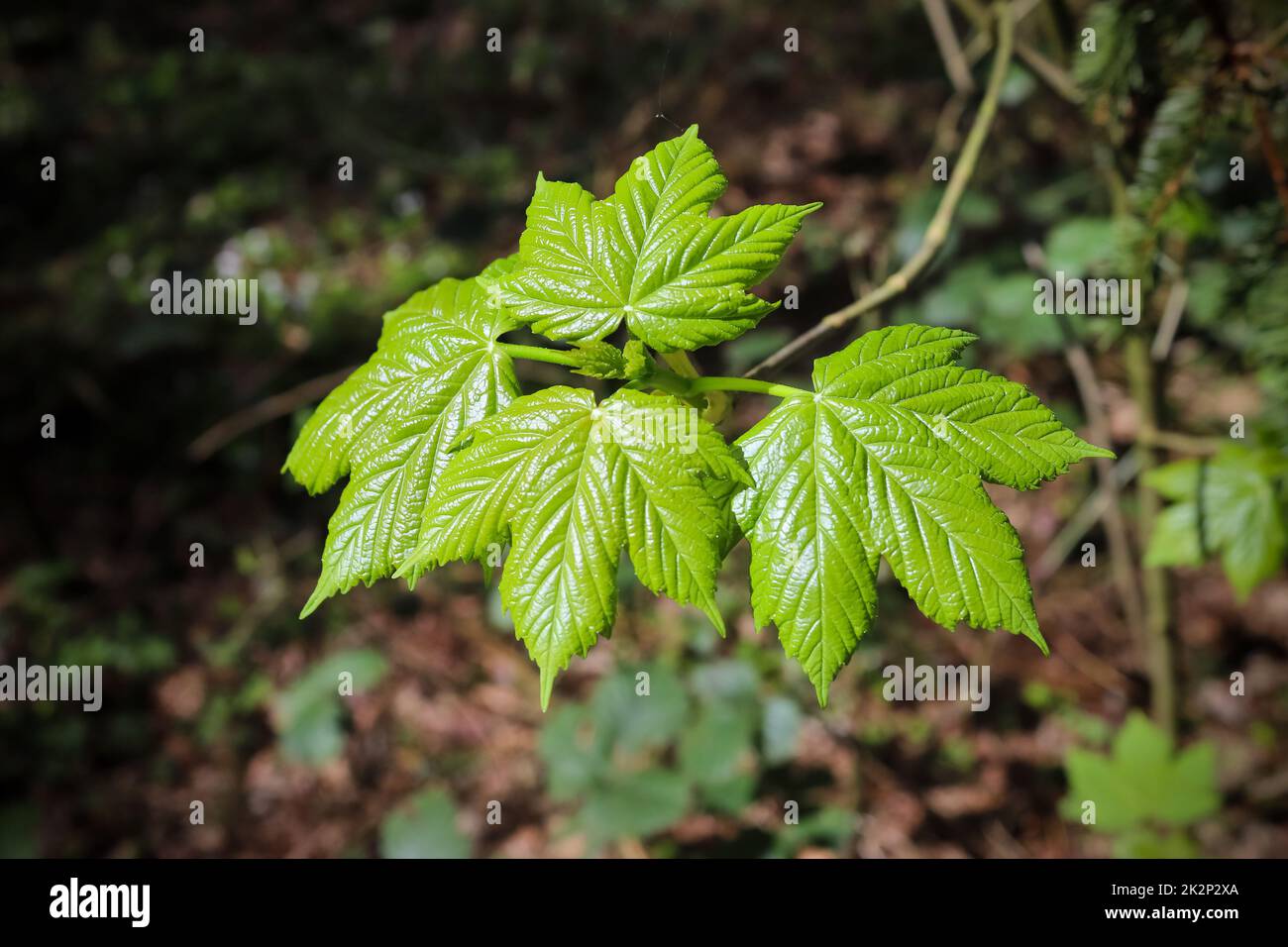 Soft green leaves background hi-res stock photography and images - Alamy