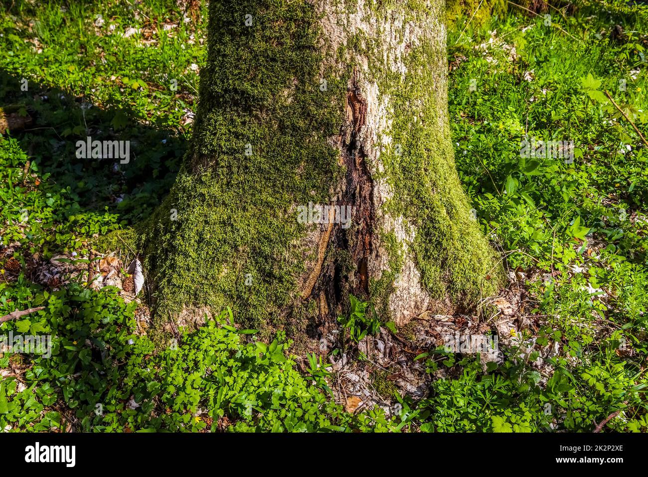 A stump of a very old tree overgrown with moss Stock Photo - Alamy
