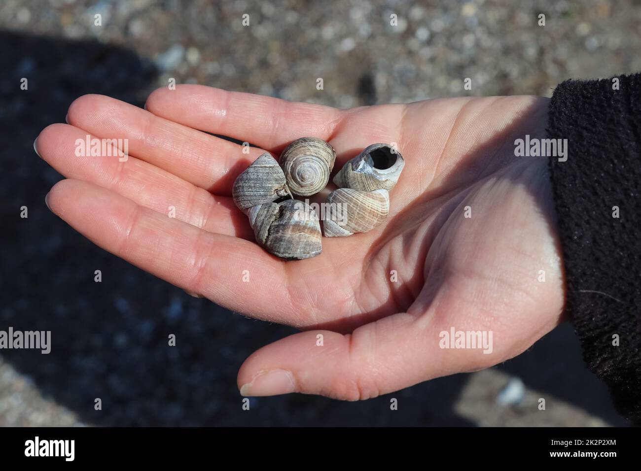 Open shells hi-res stock photography and images - Alamy