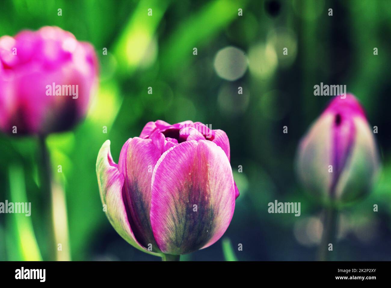 Spring background with tulip growing in garden Stock Photo - Alamy