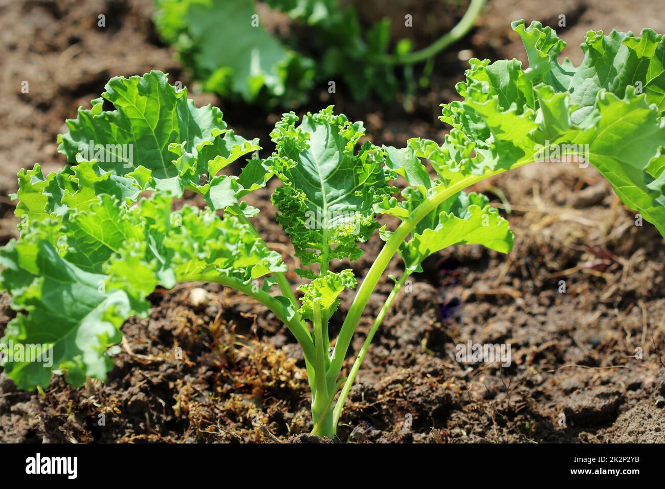 Young kale growing in the vegetable garden Stock Photo - Alamy