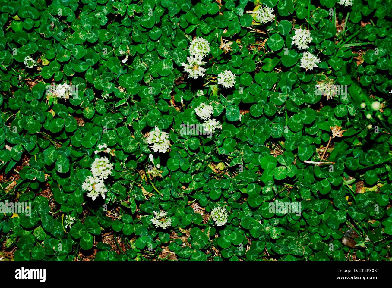 Beautiful shot creeping winter hi-res stock photography and images - Alamy